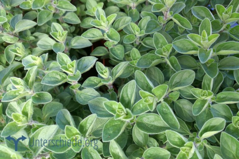 Was ist der Unterschied zwischen Oregano und Majoran? - Unterschiede