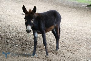 Was ist der Unterschied zwischen Pferd und Esel? - Unterschiede